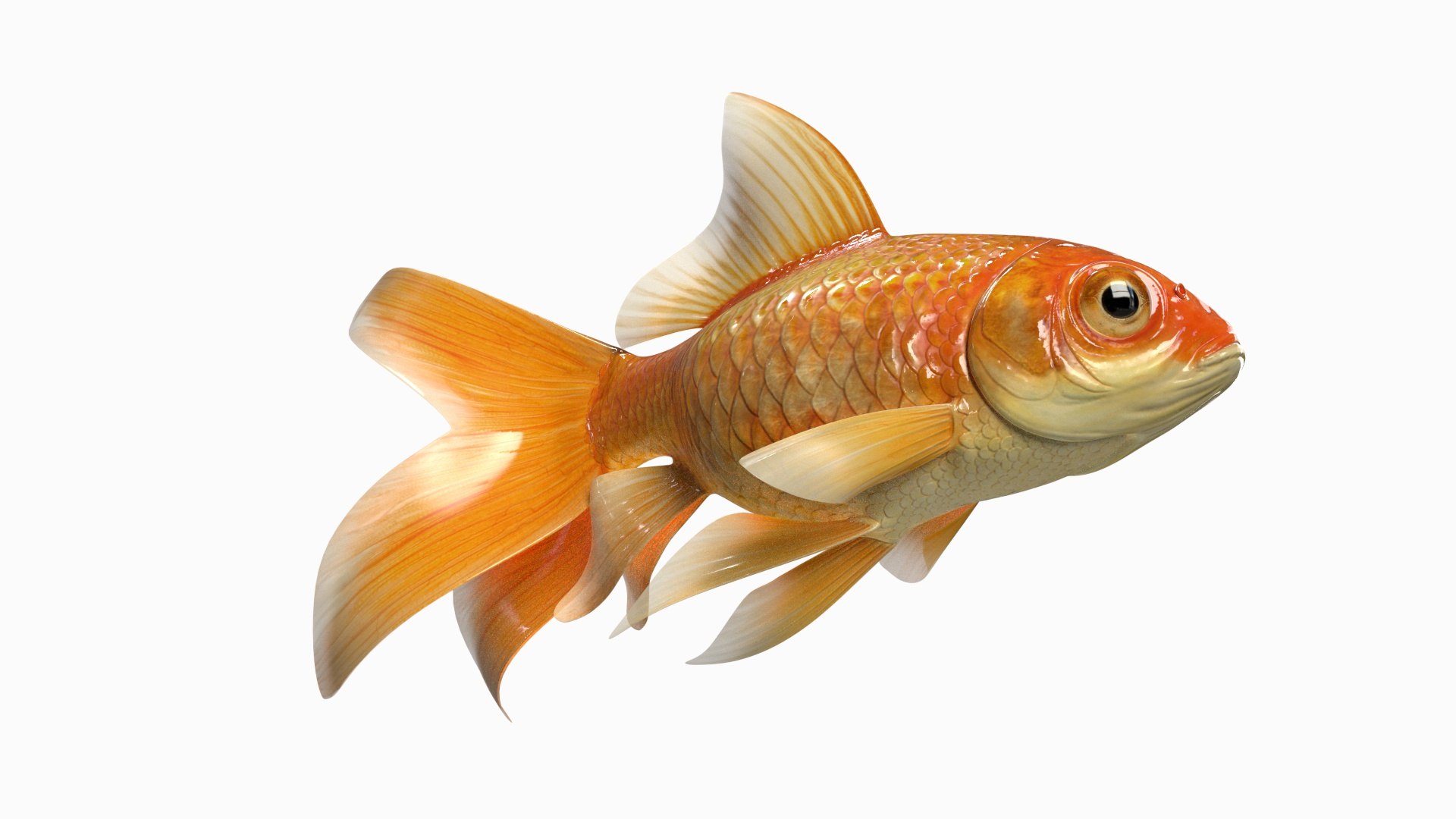 Gold Fish Animated 3D - TurboSquid 2011493