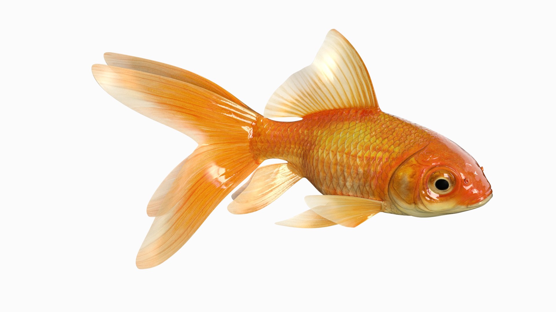 Gold Fish Animated 3D - TurboSquid 2011493