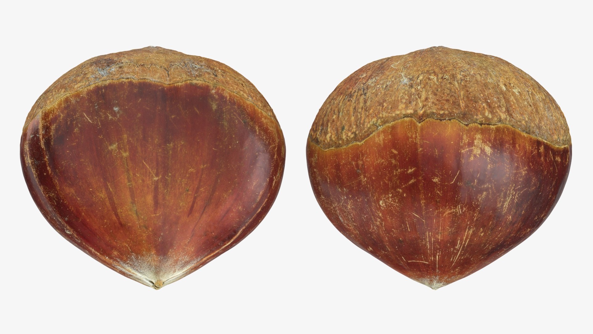 3D Model Chestnut 01 - TurboSquid 2347977