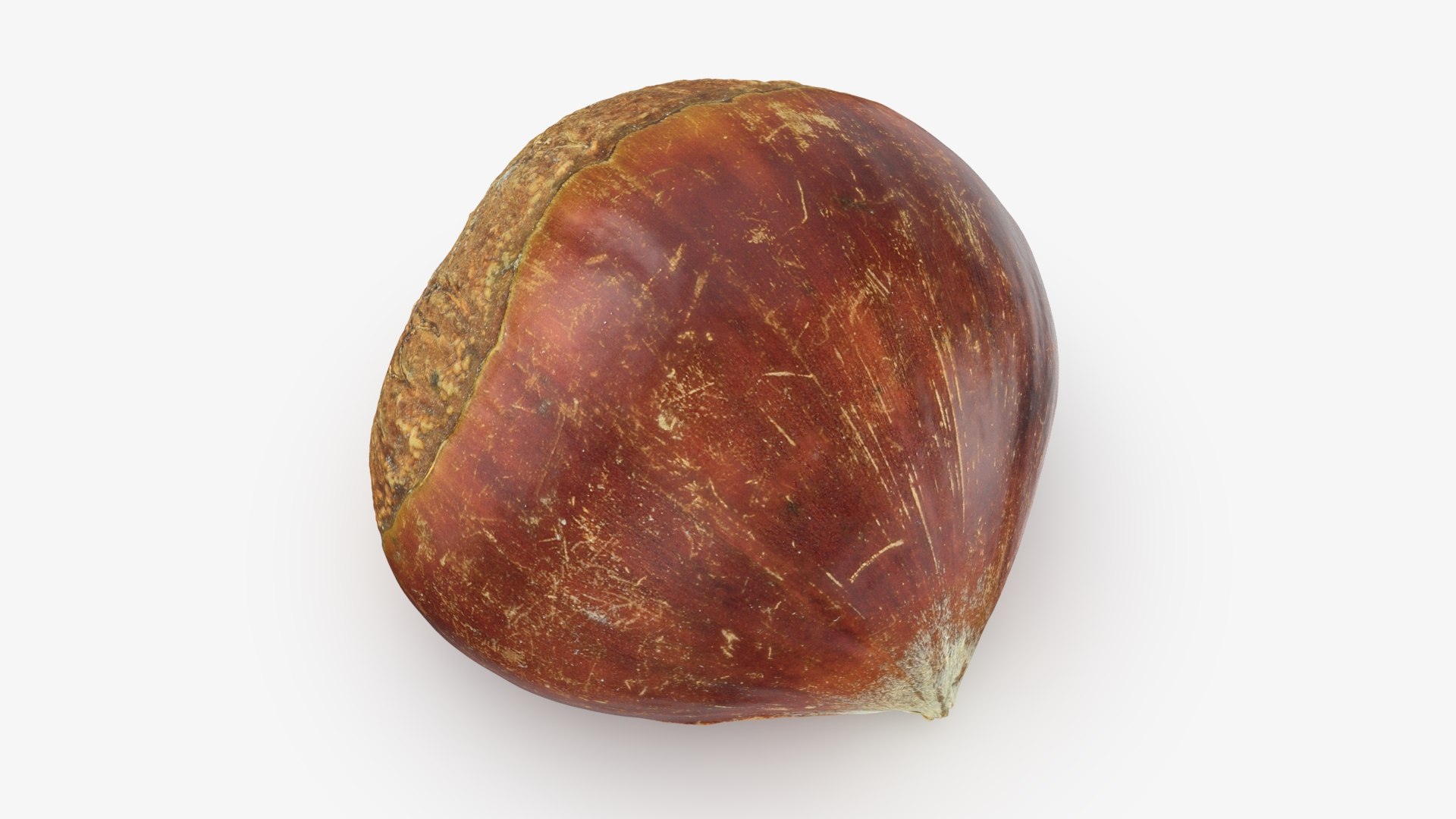 3D Model Chestnut 01 - TurboSquid 2347977