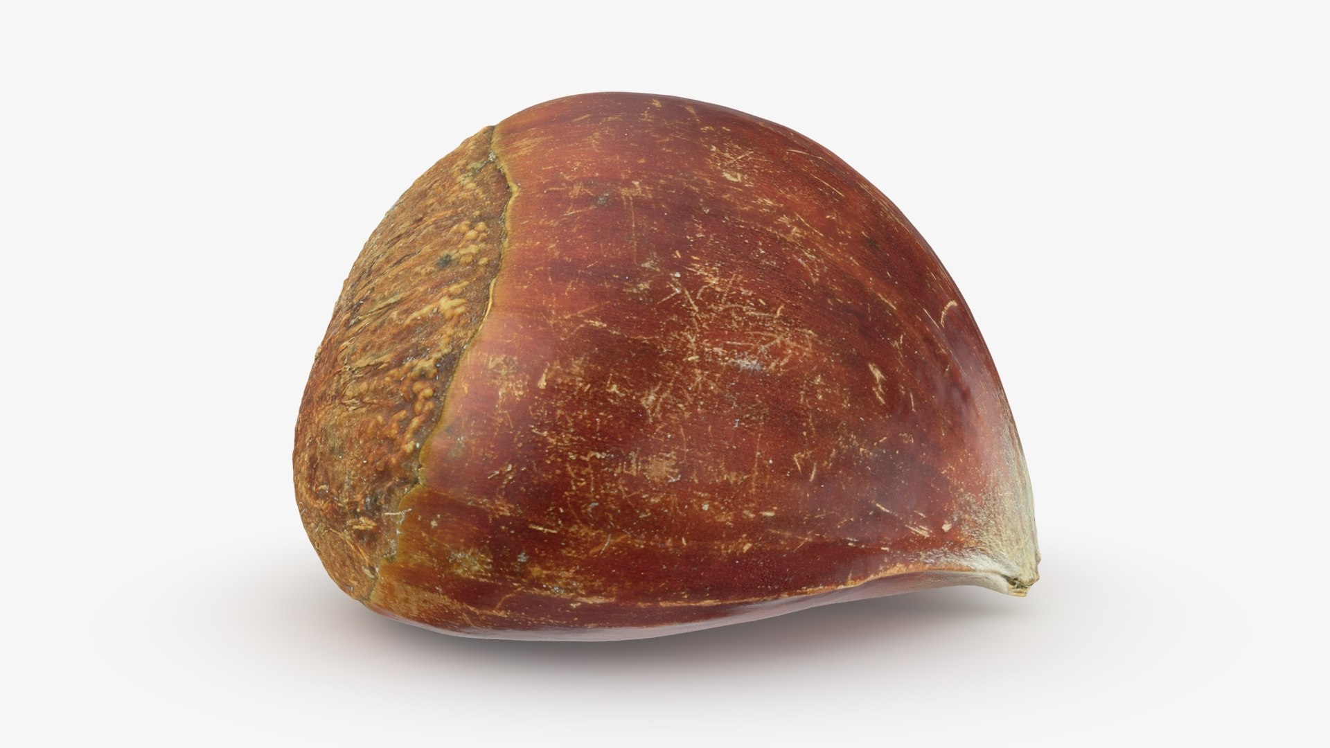 3D Model Chestnut 01 - TurboSquid 2347977
