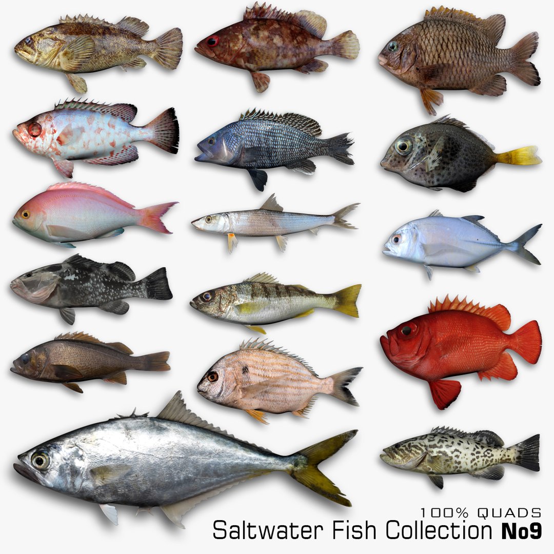 Saltwater Fish Collection 9 Model - TurboSquid 1833987