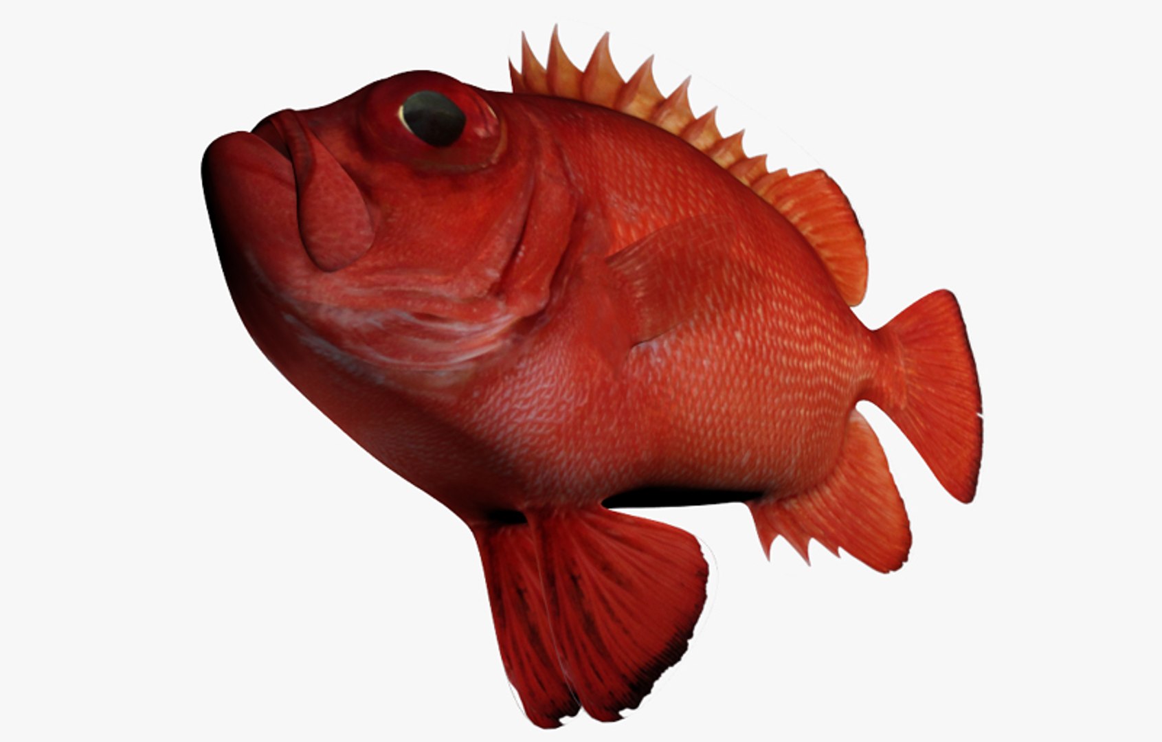 Saltwater Fish Collection 9 Model - TurboSquid 1833987