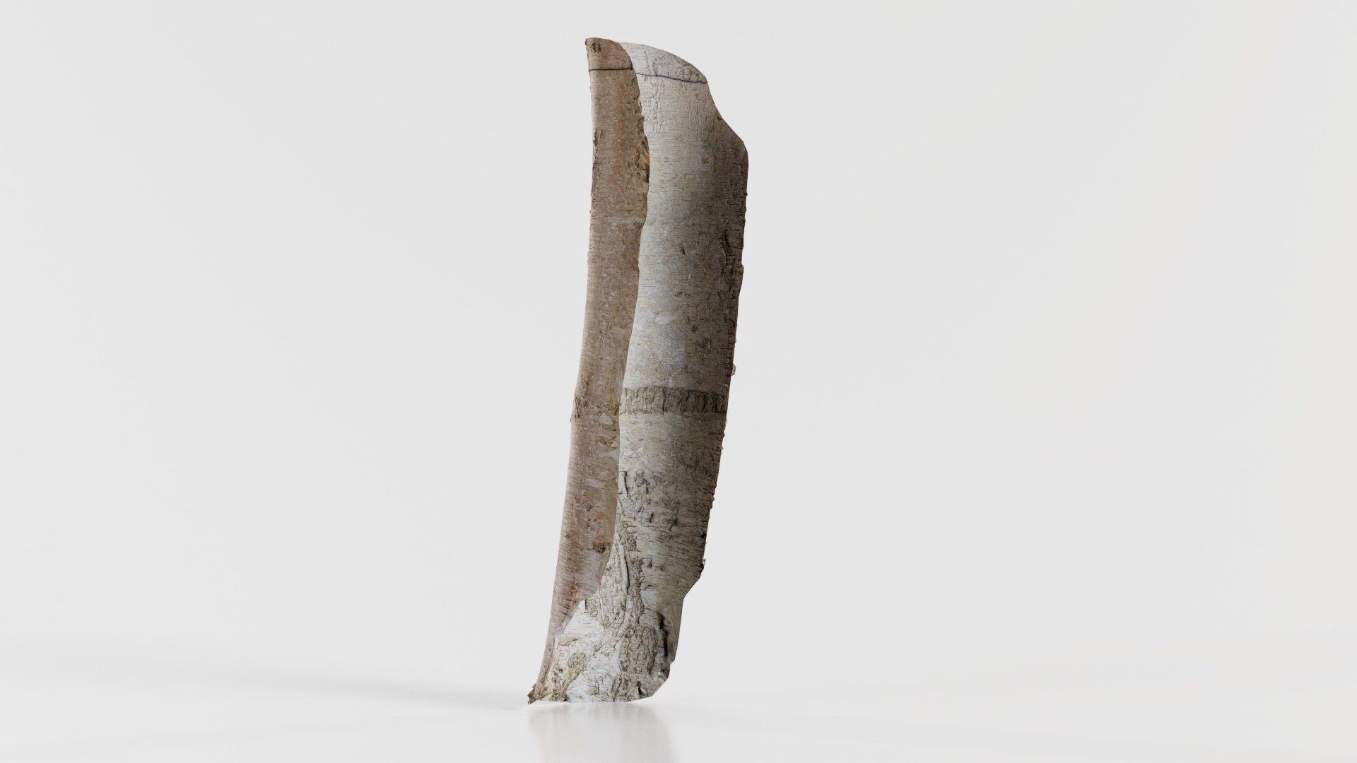 Paper Skin Bark Remastered Model - TurboSquid 2362721
