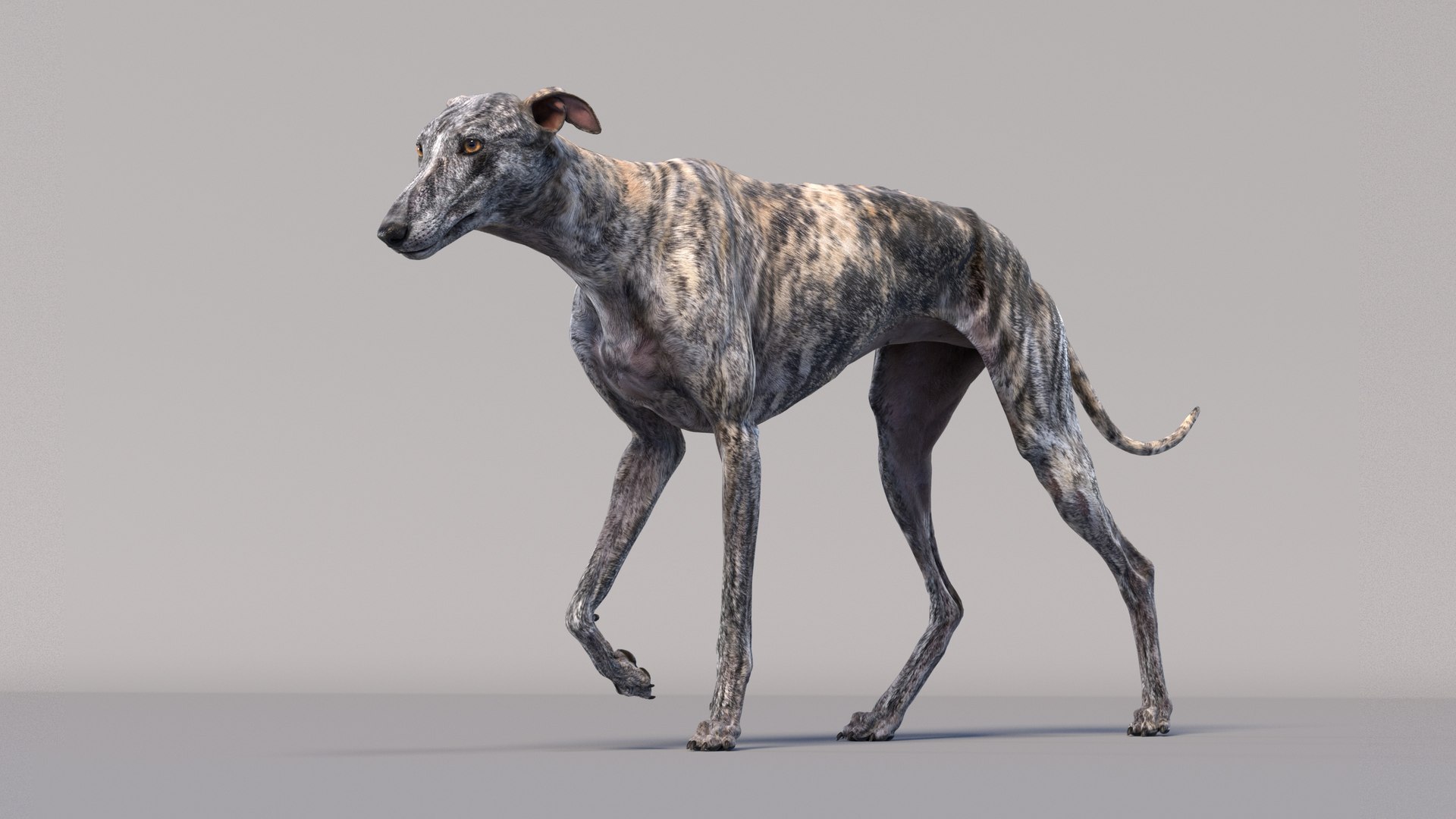 3D realistic greyhound animations model - TurboSquid 1654612