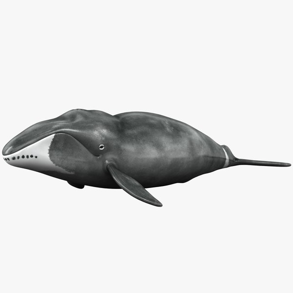Bowhead Whale 3D Models for Download | TurboSquid