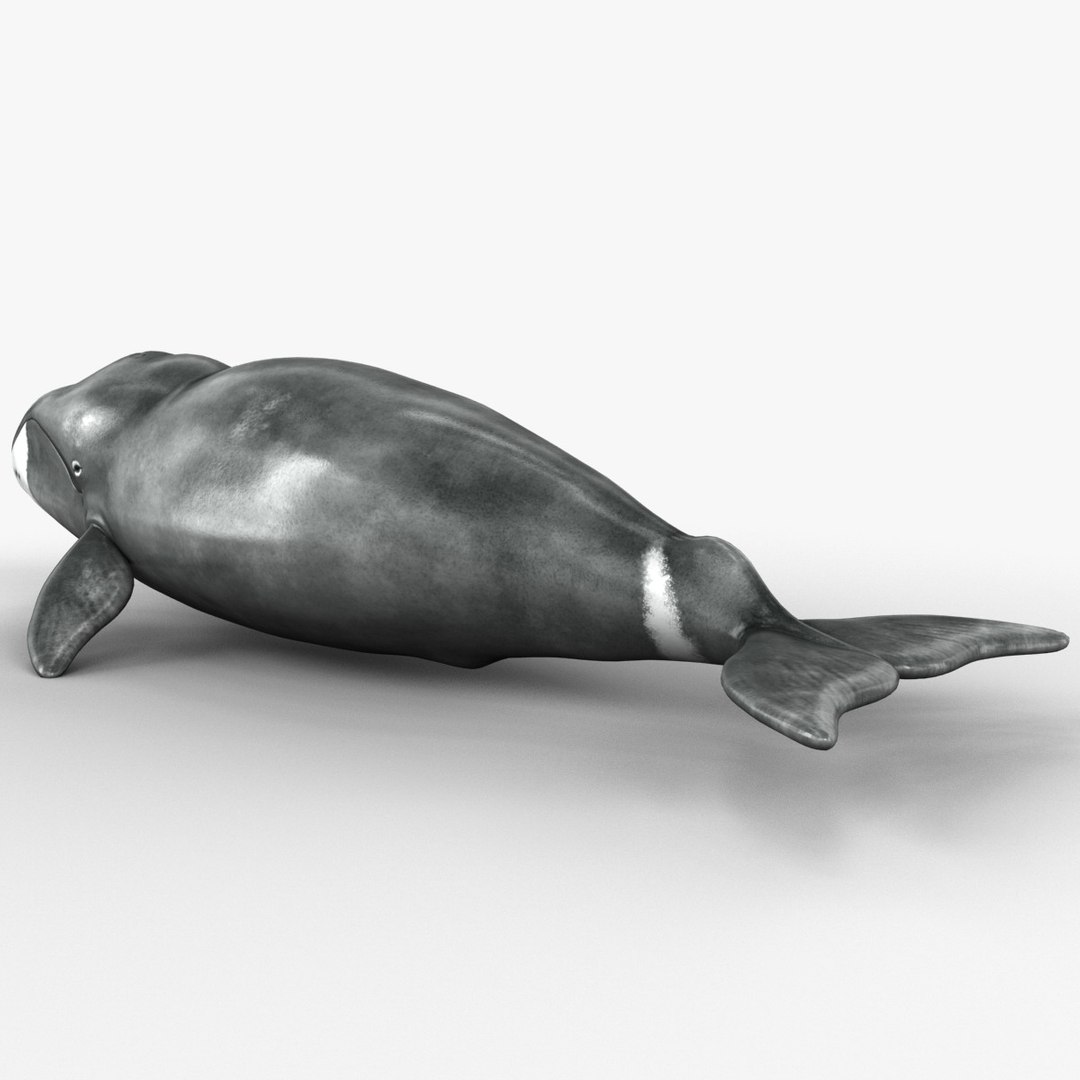 Bowhead Whale 3ds