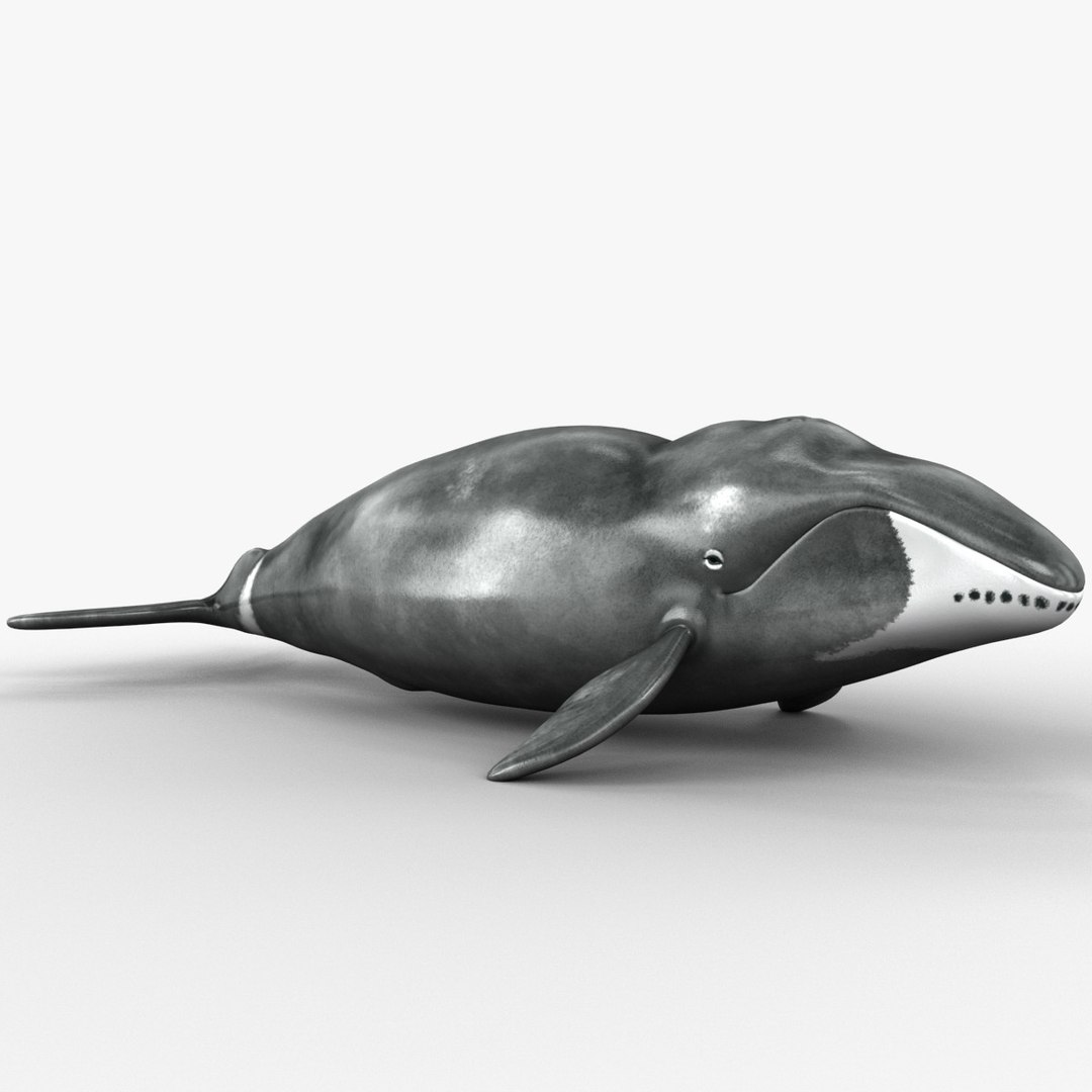 Bowhead Whale 3ds