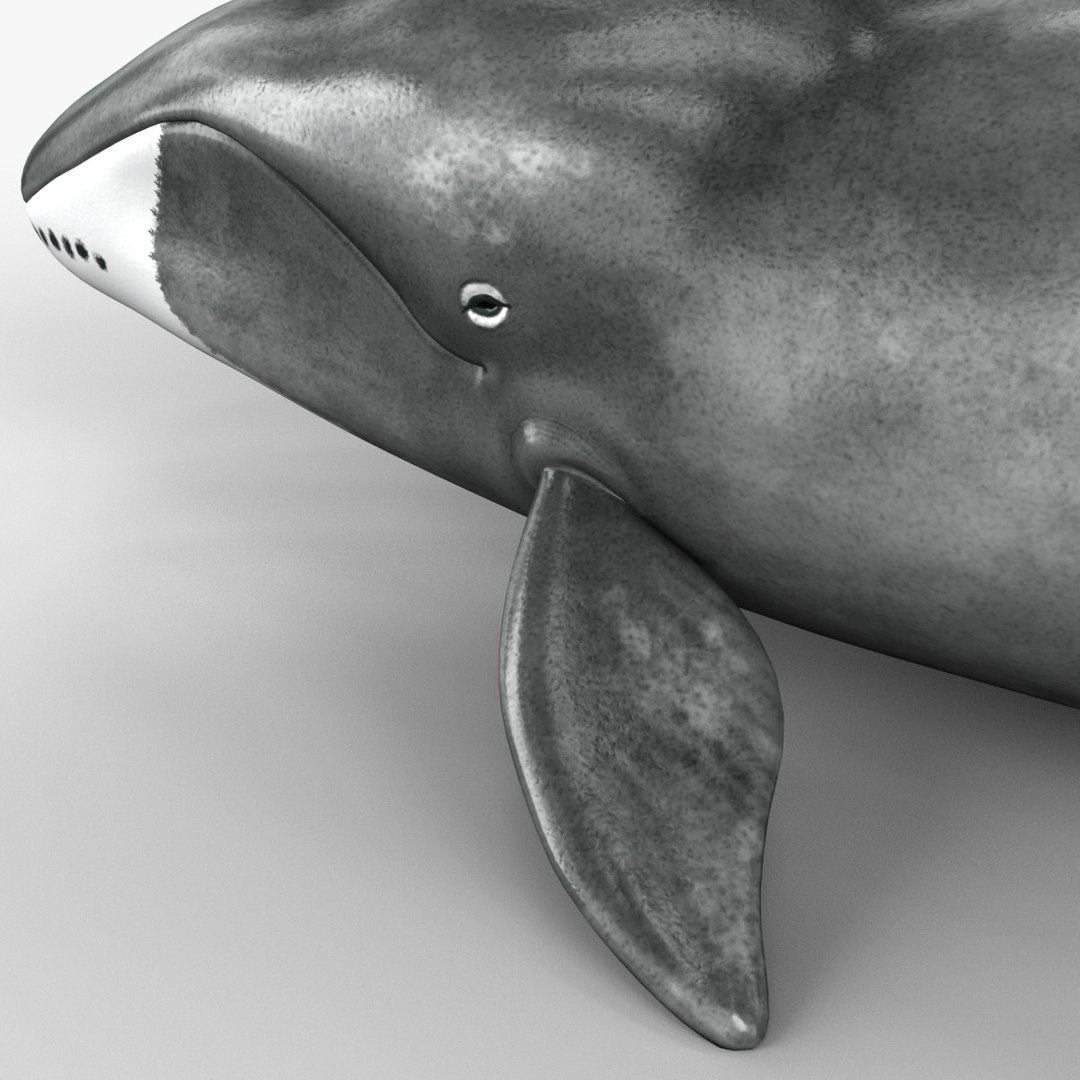 Bowhead Whale 3ds