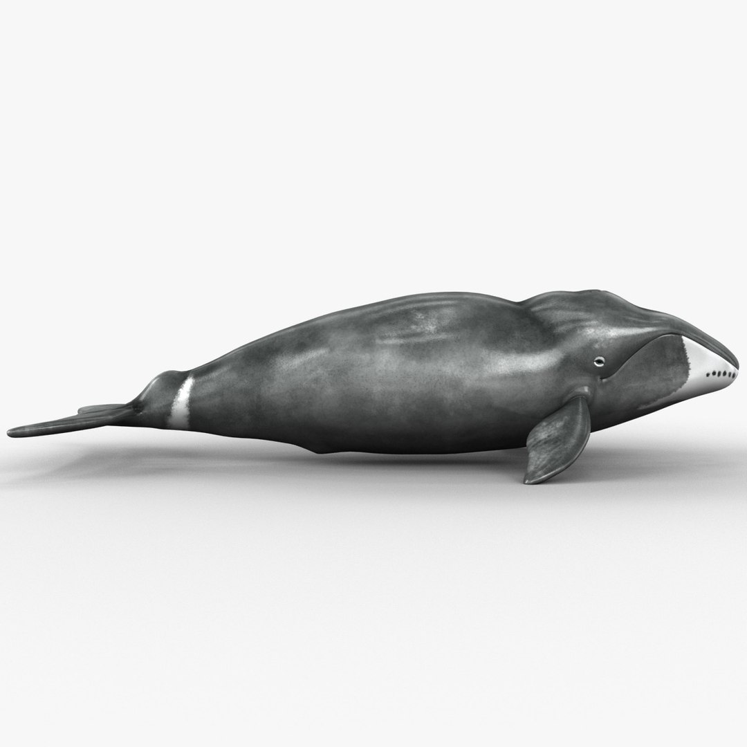 Bowhead Whale 3ds