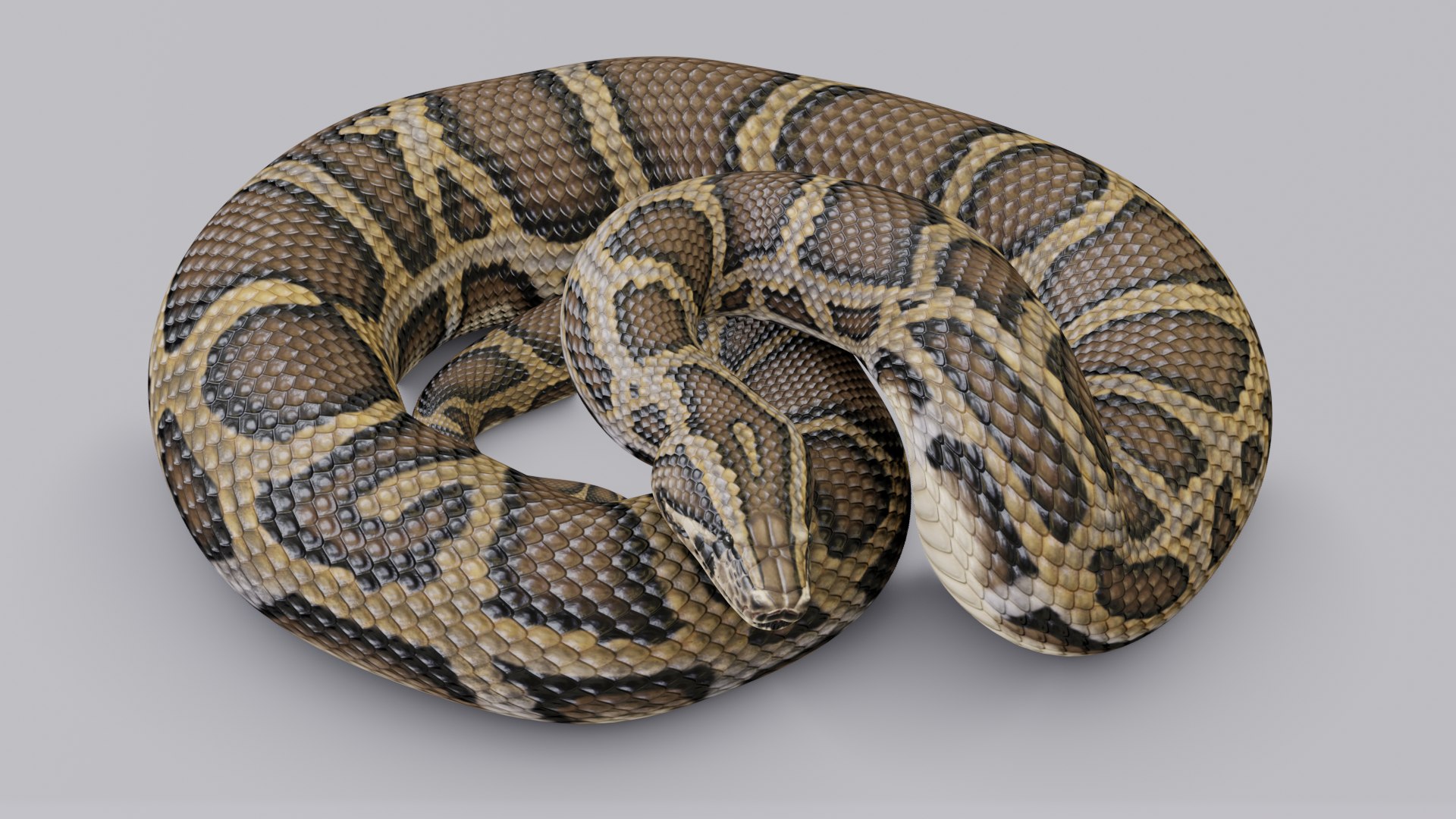 3D Burmese Python Mesh - TurboSquid 1775177