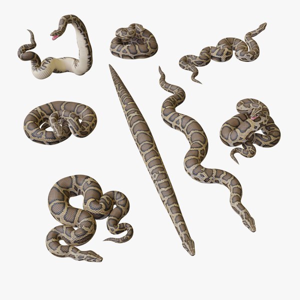 3D Burmese Python Mesh - TurboSquid 1775177
