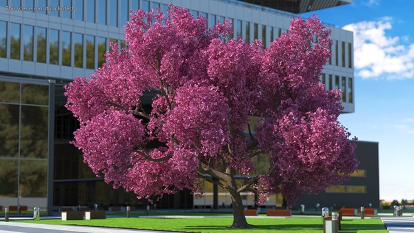 3D model Pink Trumpet Tree Big - TurboSquid 1730046