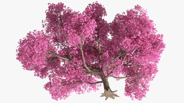 3D model Pink Trumpet Tree Big - TurboSquid 1730046