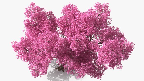 3D model Pink Trumpet Tree Big - TurboSquid 1730046