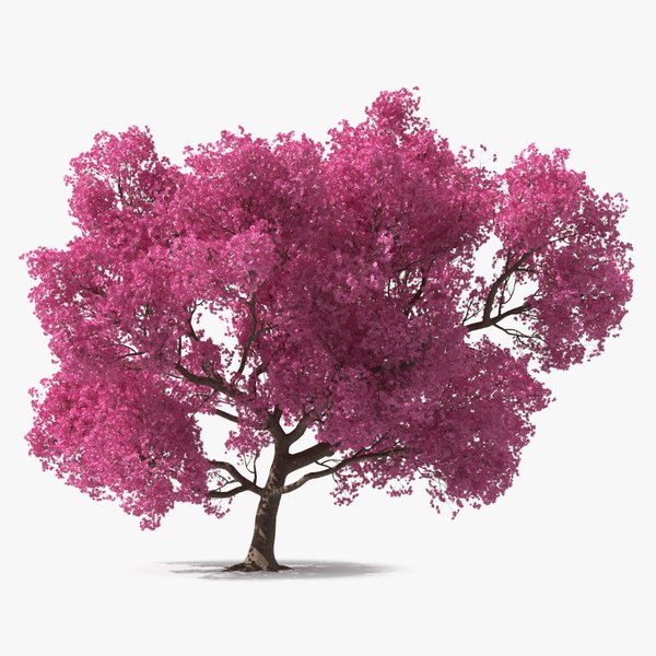 3D model Pink Trumpet Tree Big - TurboSquid 1730046