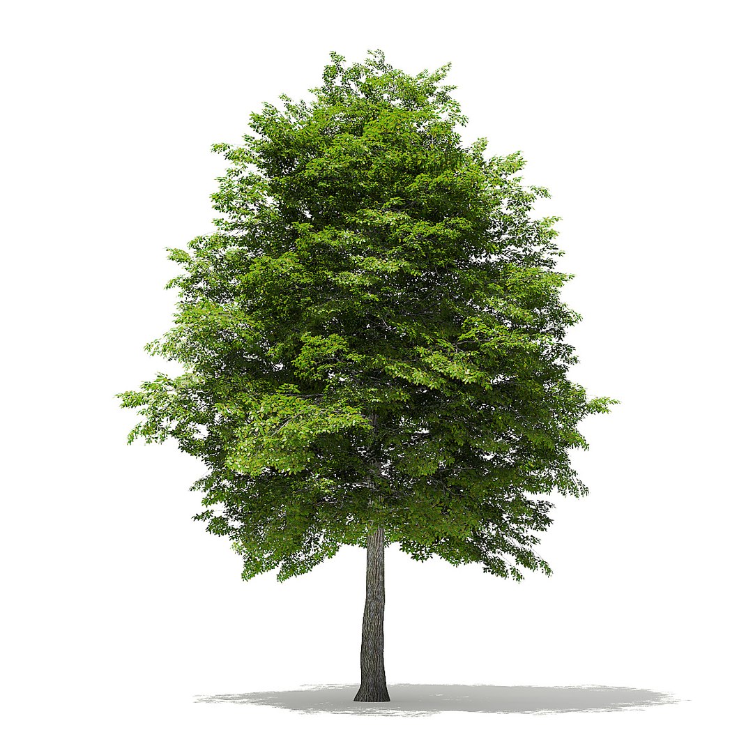 Scotch Elm 11 6m 3D Model - TurboSquid 1349853