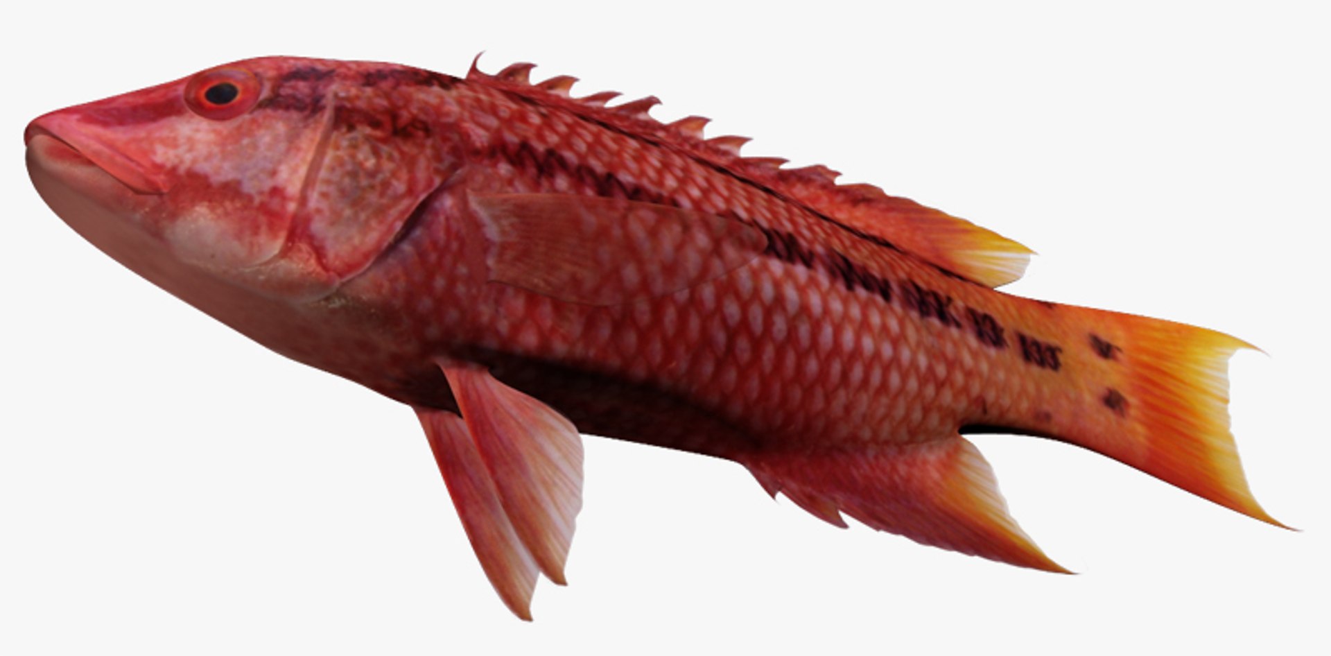 3D Hogfish Collection model - TurboSquid 1813973