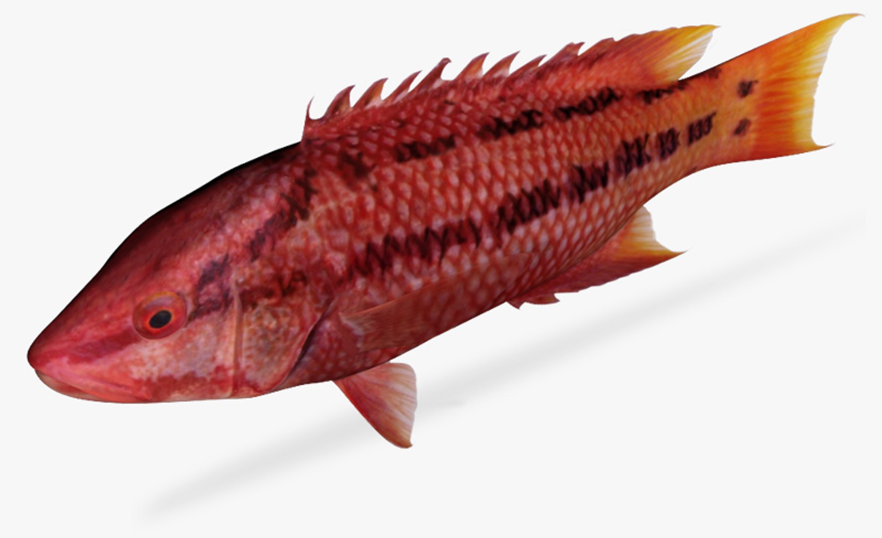 3D Hogfish Collection model - TurboSquid 1813973
