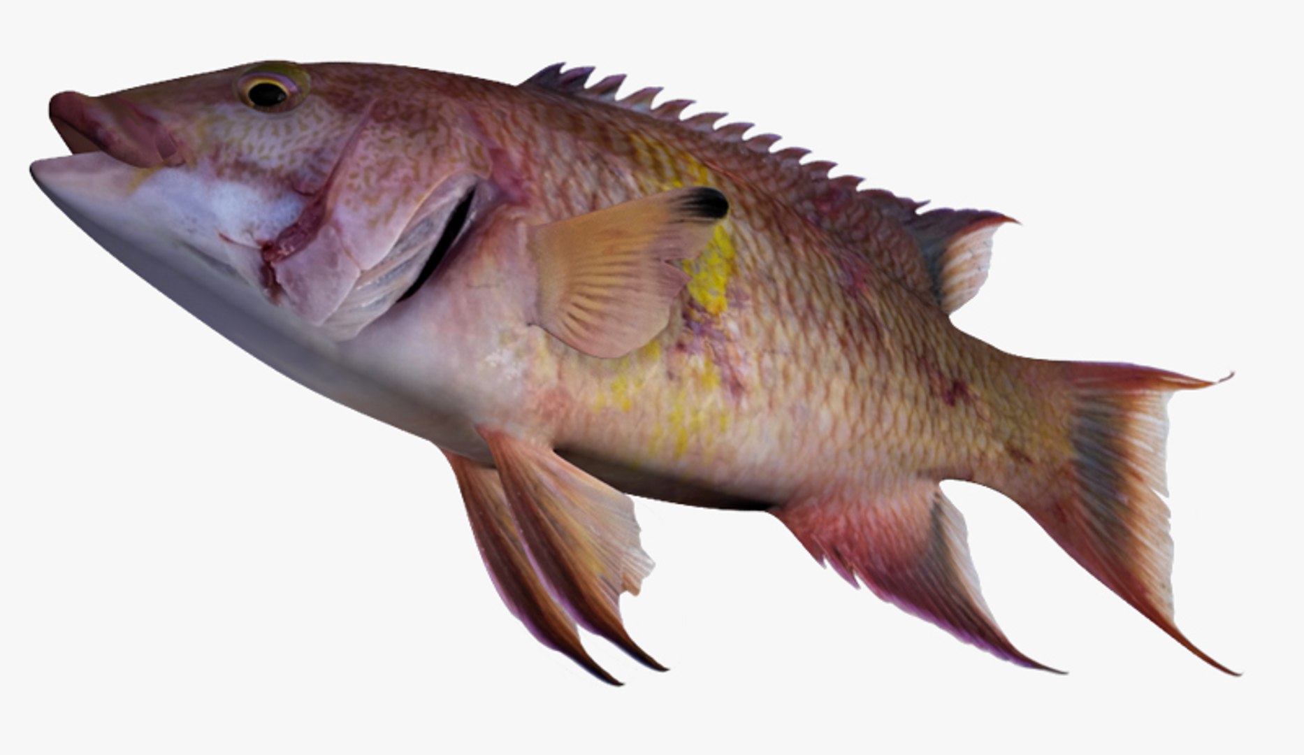 3D Hogfish Collection model - TurboSquid 1813973