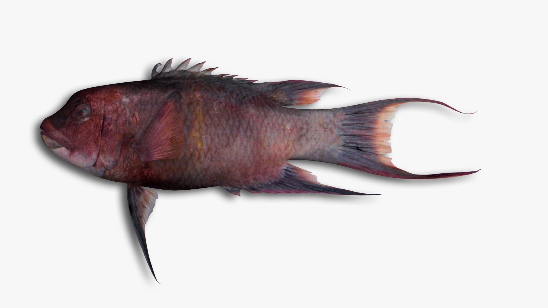 3D Hogfish Collection model - TurboSquid 1813973
