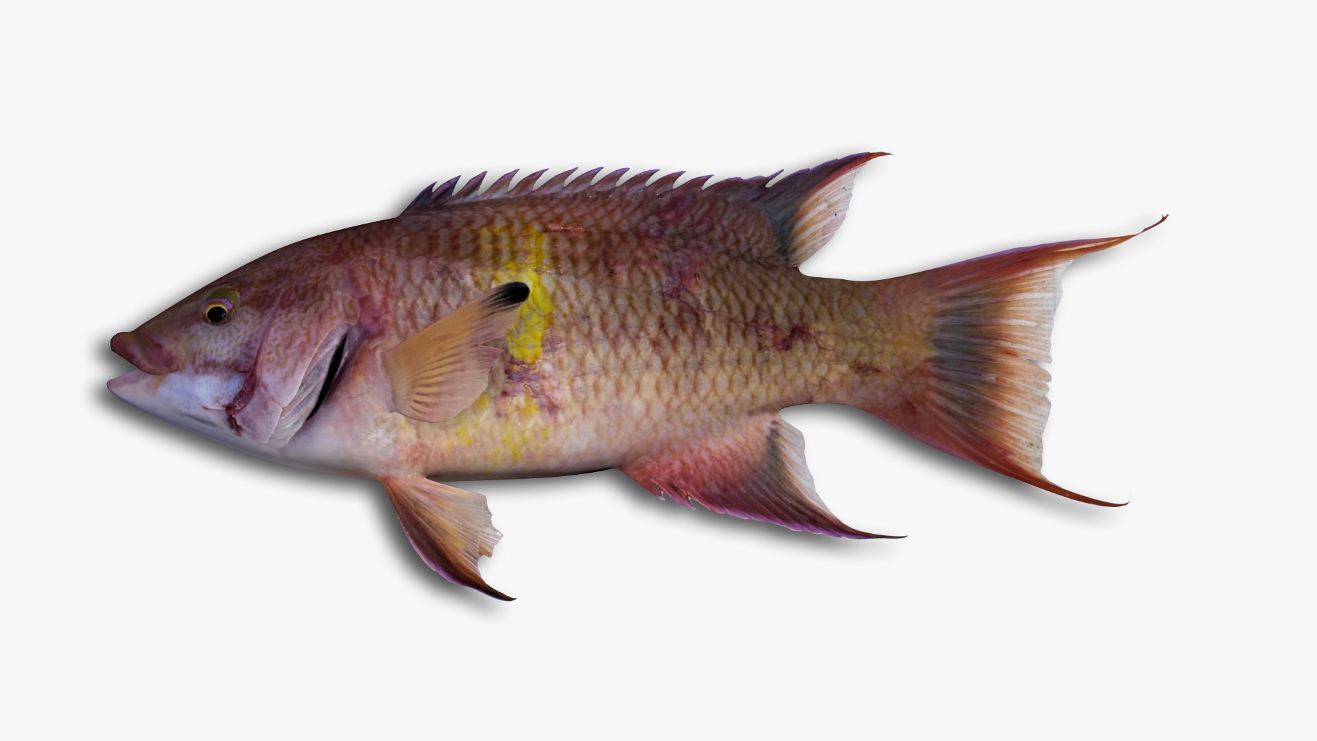 3D Hogfish Collection model - TurboSquid 1813973