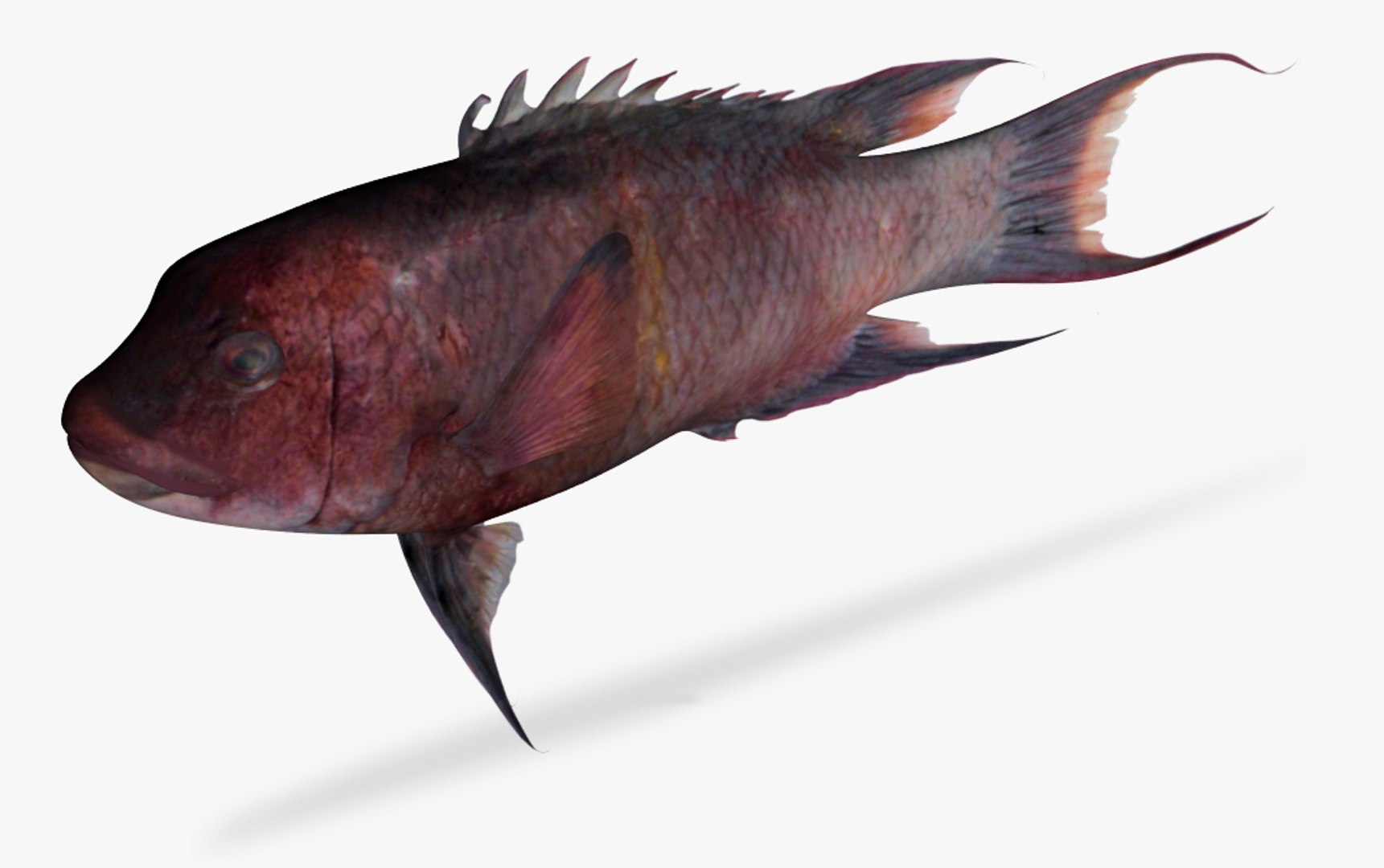 3D Hogfish Collection model - TurboSquid 1813973
