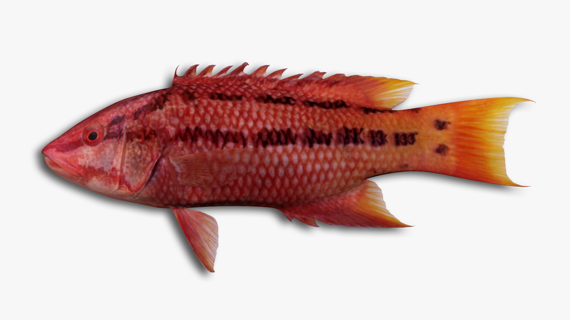 3D Hogfish Collection model - TurboSquid 1813973