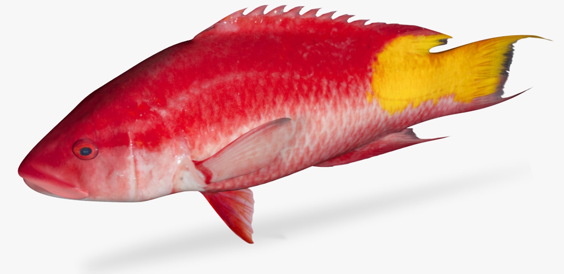 3D Hogfish Collection model - TurboSquid 1813973