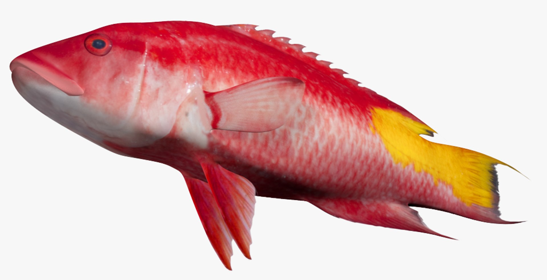 3D Hogfish Collection model - TurboSquid 1813973