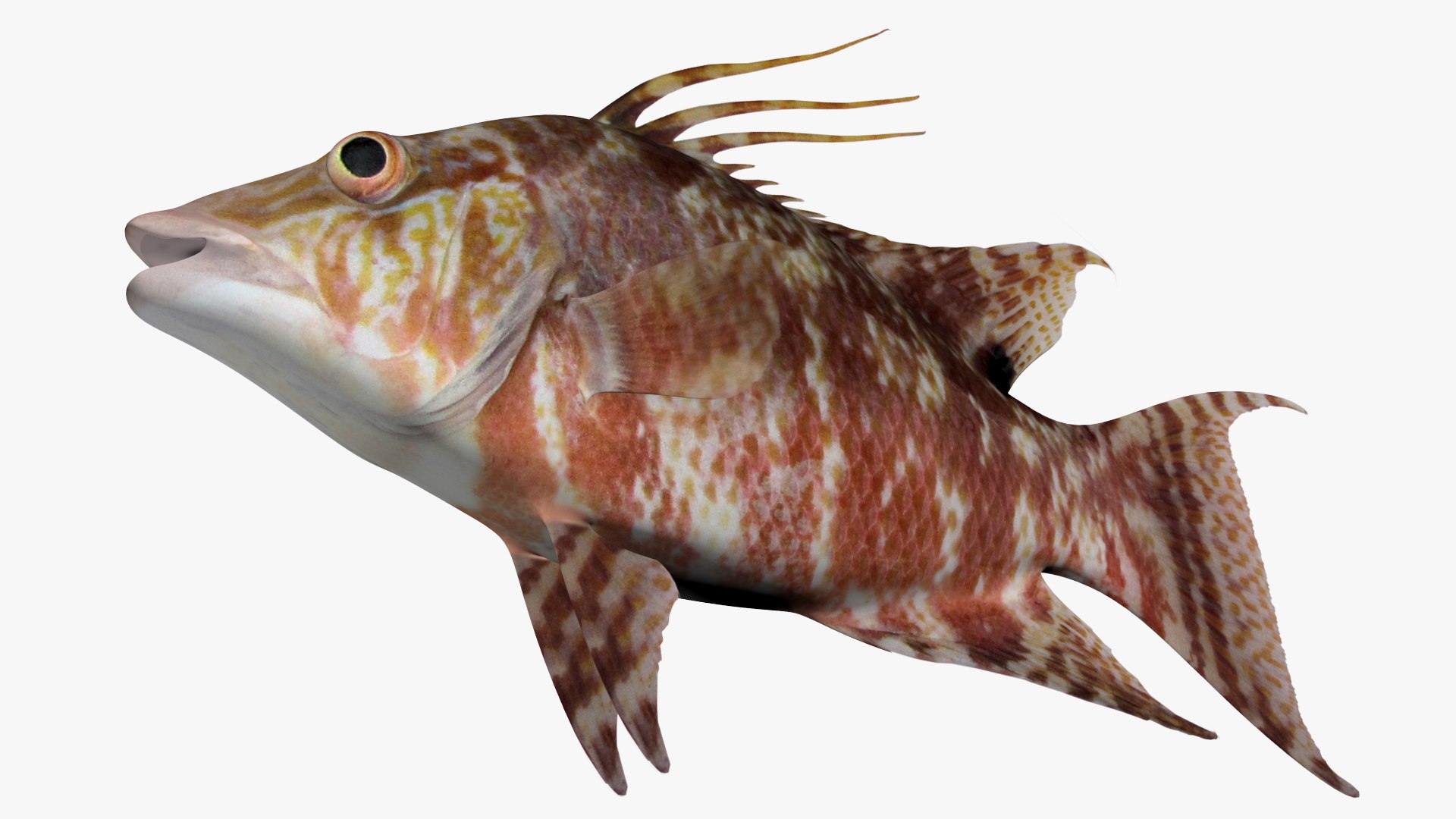 3D Hogfish Collection model - TurboSquid 1813973