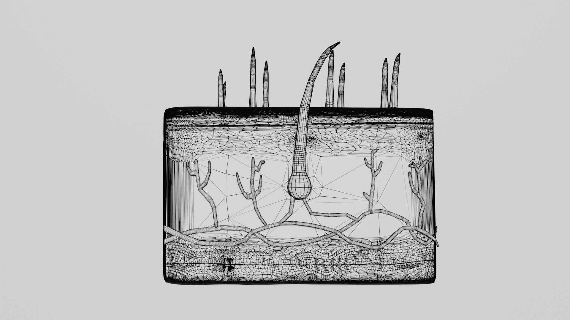 Skin Model - TurboSquid 1871024