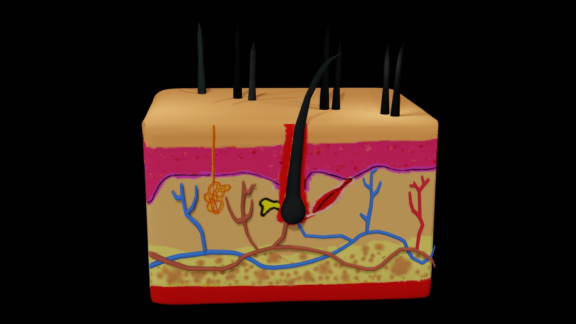 Skin Model - TurboSquid 1871024