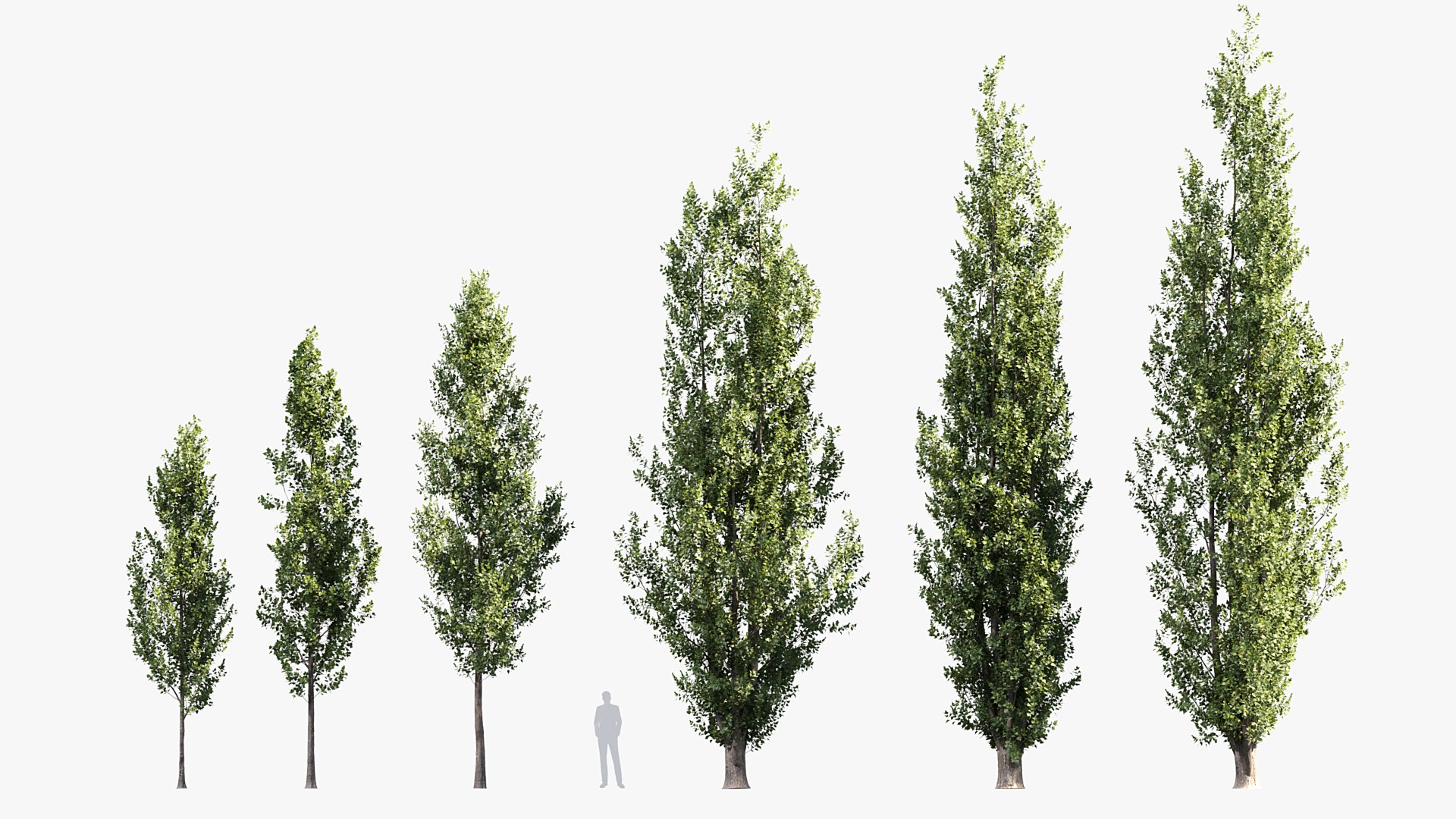 3D Model Populus Nigra Black Popular - TurboSquid 2050680