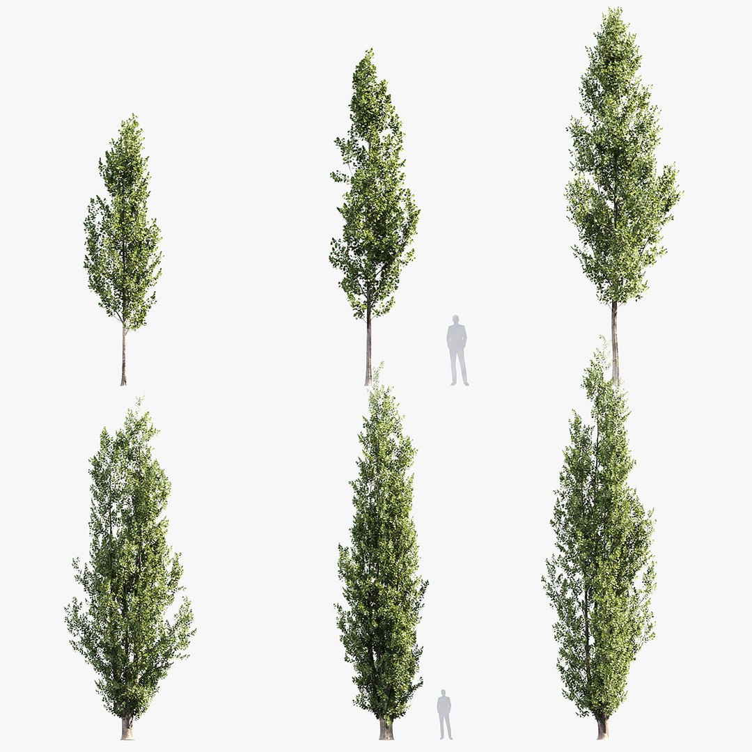 3D Model Populus Nigra Black Popular - TurboSquid 2050680