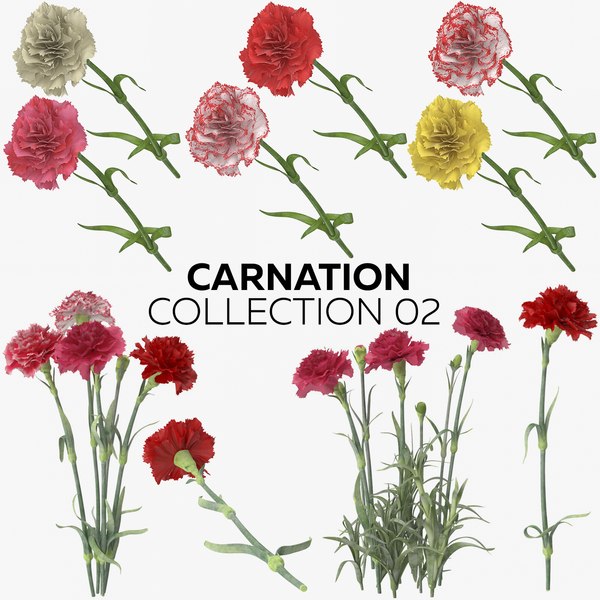carnation 3d model