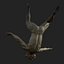 Free 3D Anatomy - Model - TurboSquid 1420481