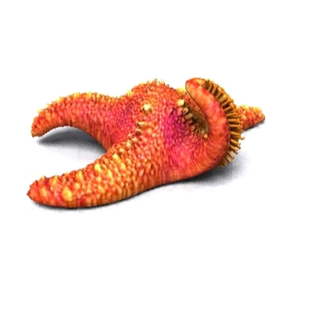 3d Rigged Starfish