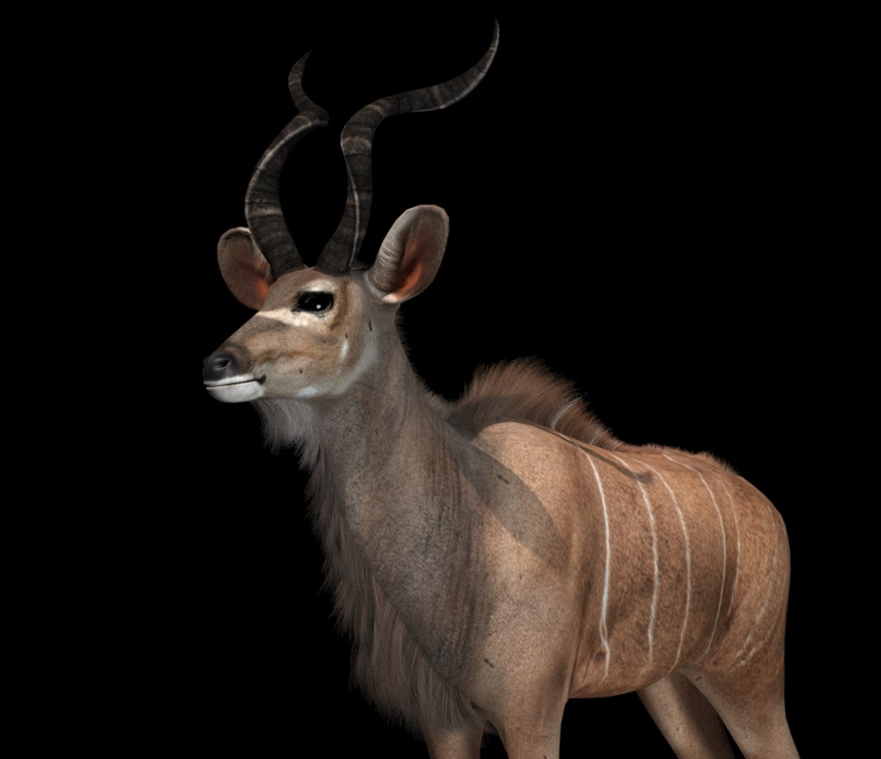 Kudu 3D - TurboSquid 1894438