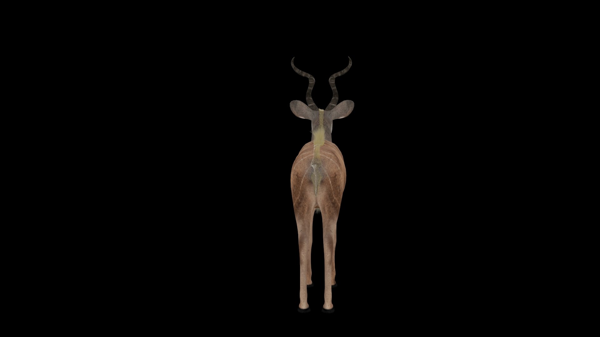 Kudu 3D - TurboSquid 1894438