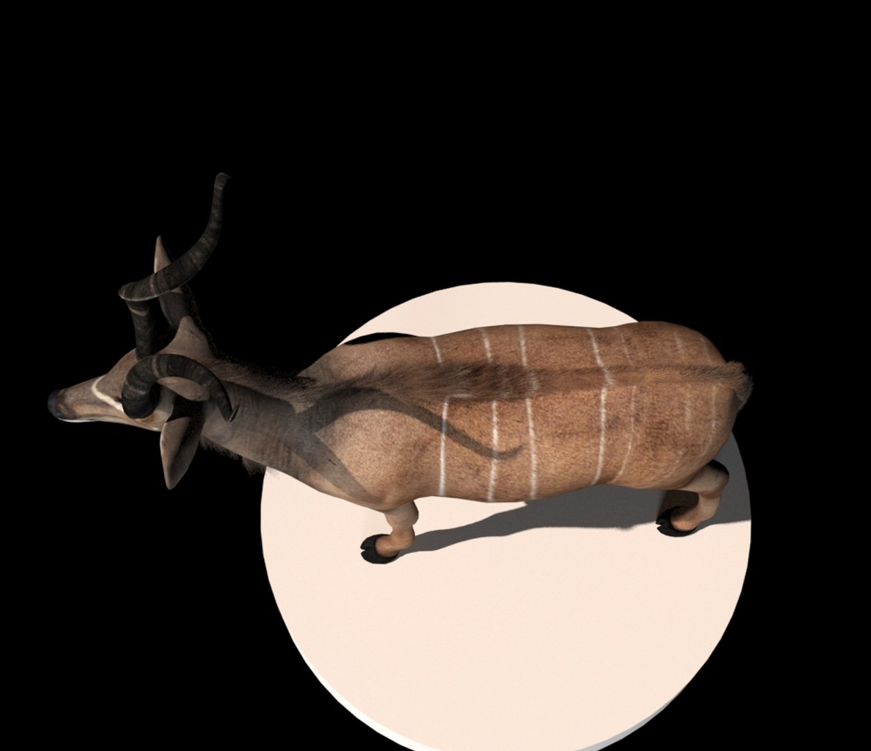 Kudu 3D - TurboSquid 1894438
