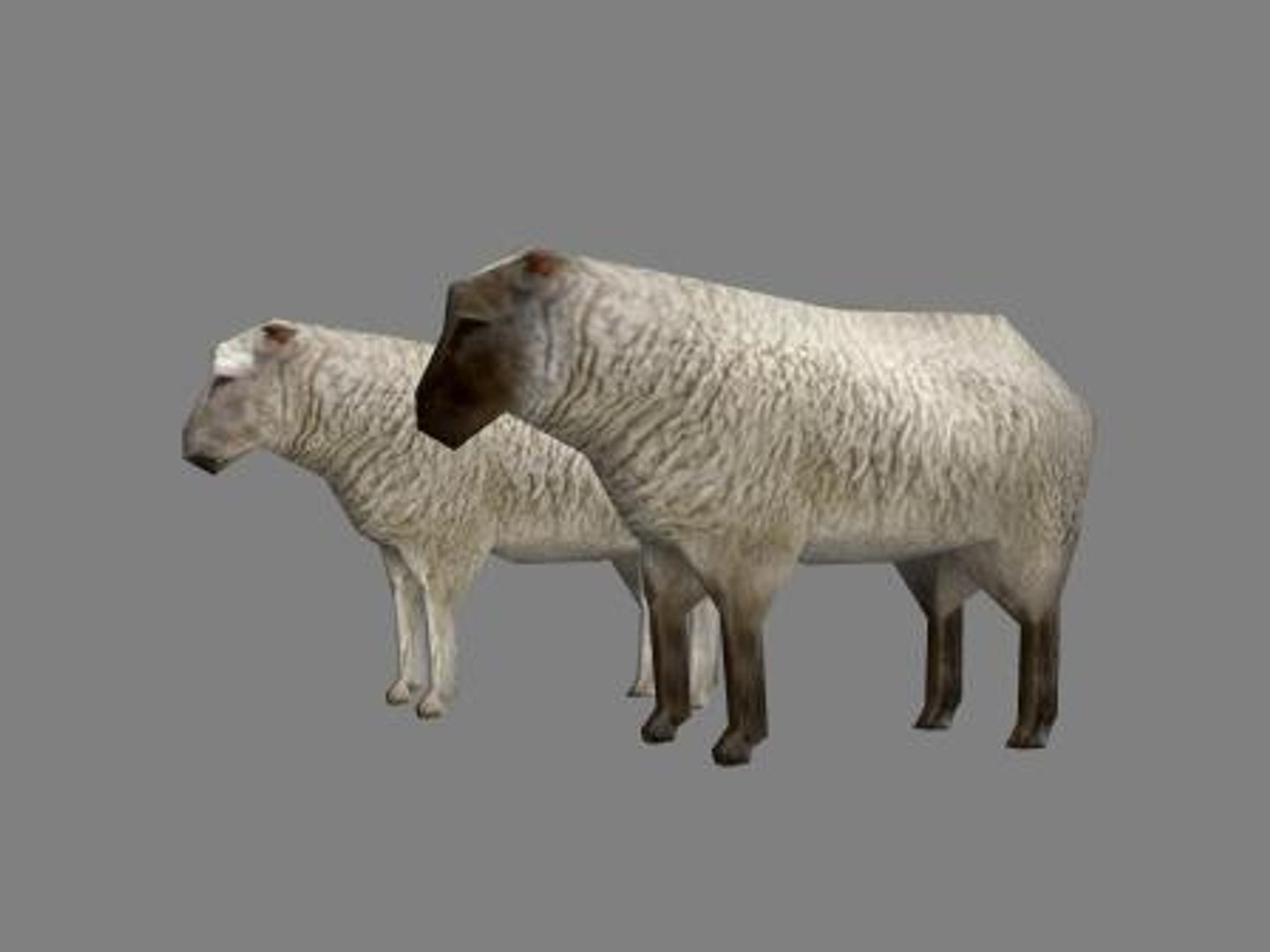 3d Sheep 2
