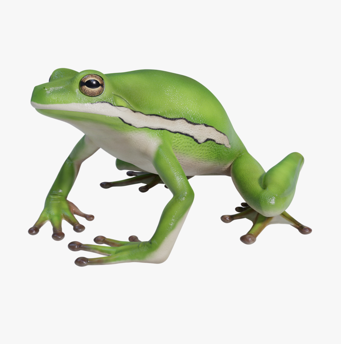 American Green Tree Frog - Animated 3D - TurboSquid 1767316