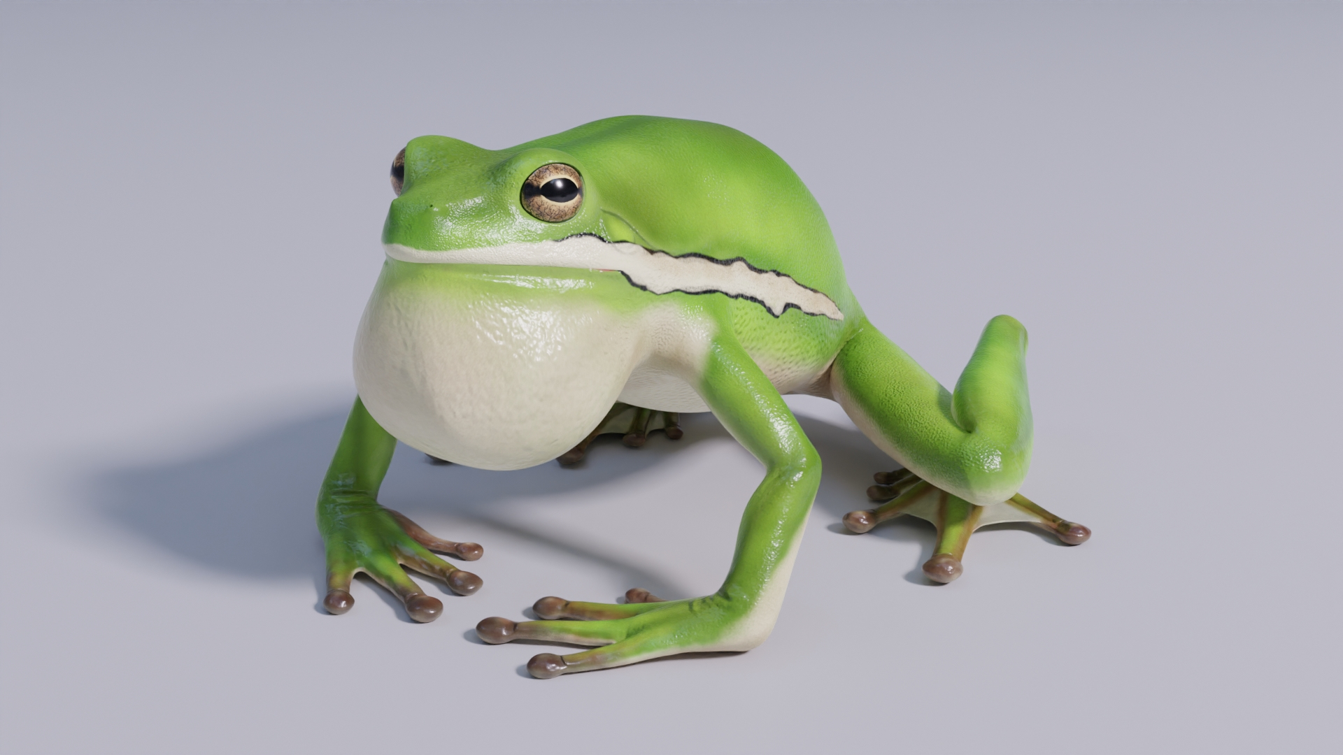 American Green Tree Frog - Animated 3D - TurboSquid 1767316