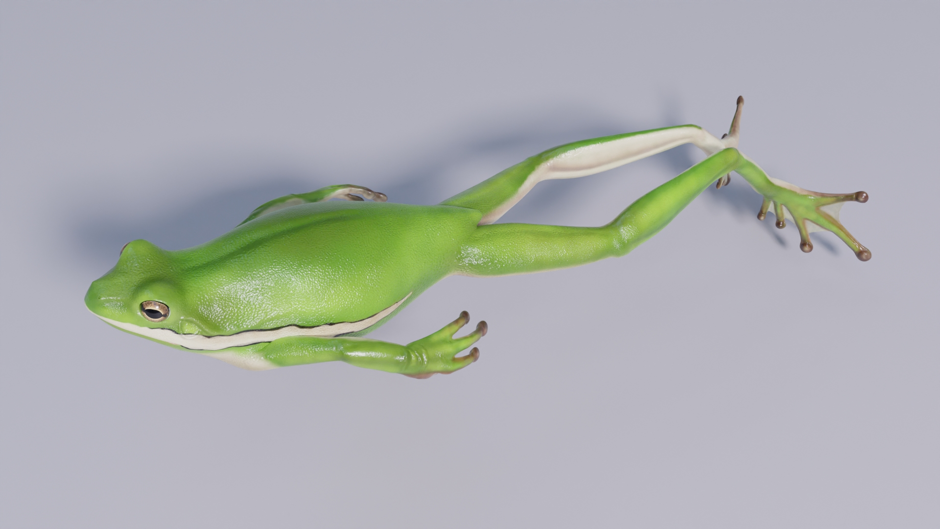 American Green Tree Frog - Animated 3D - TurboSquid 1767316