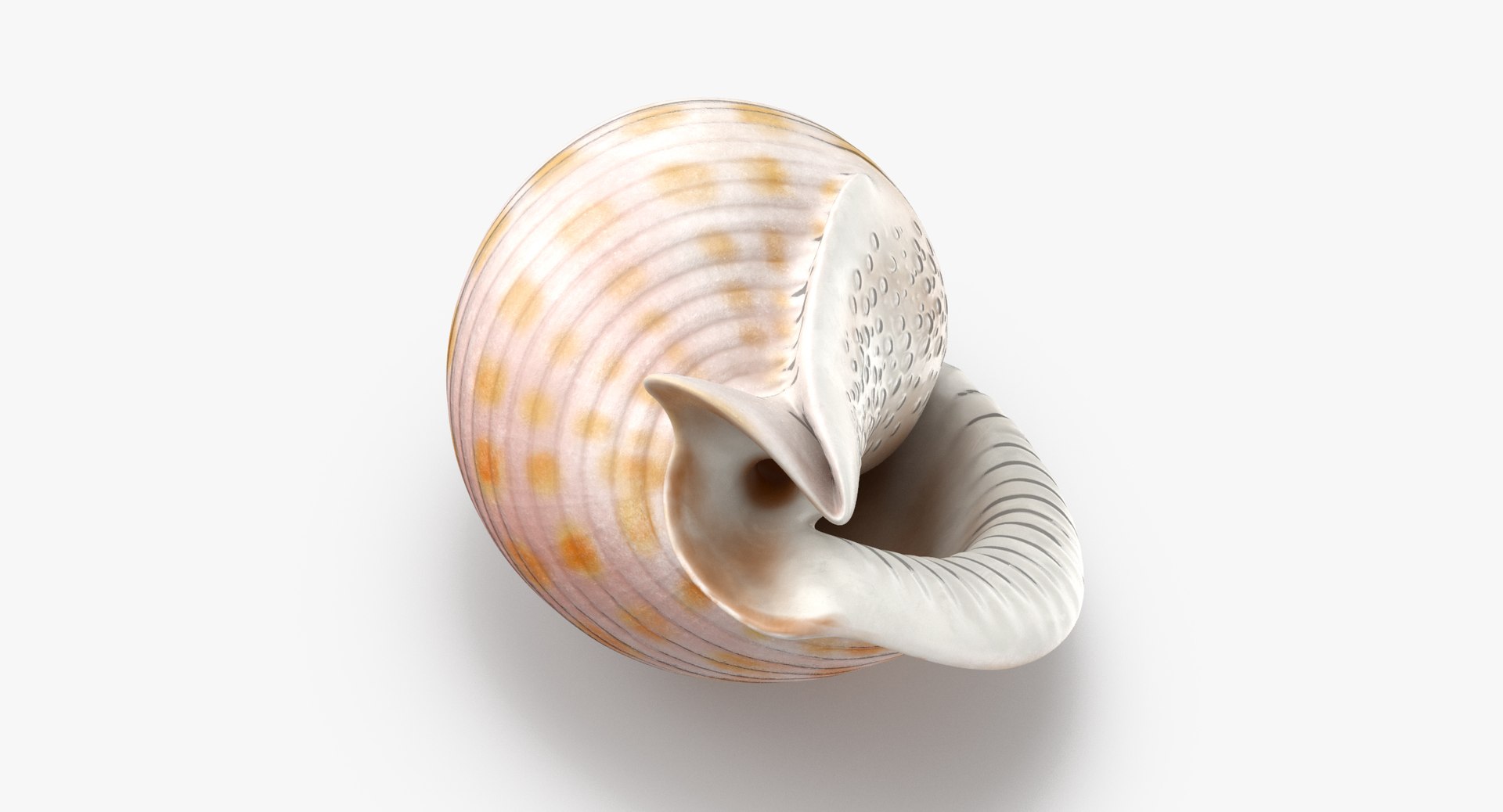 3d Scotch Bonnet Shell