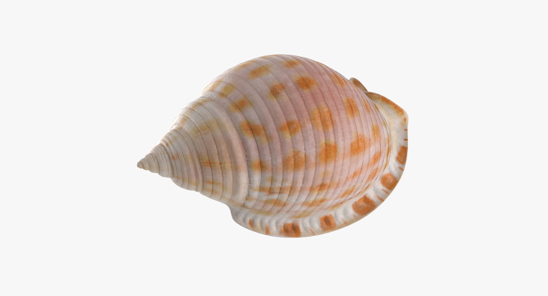 3d scotch bonnet shell