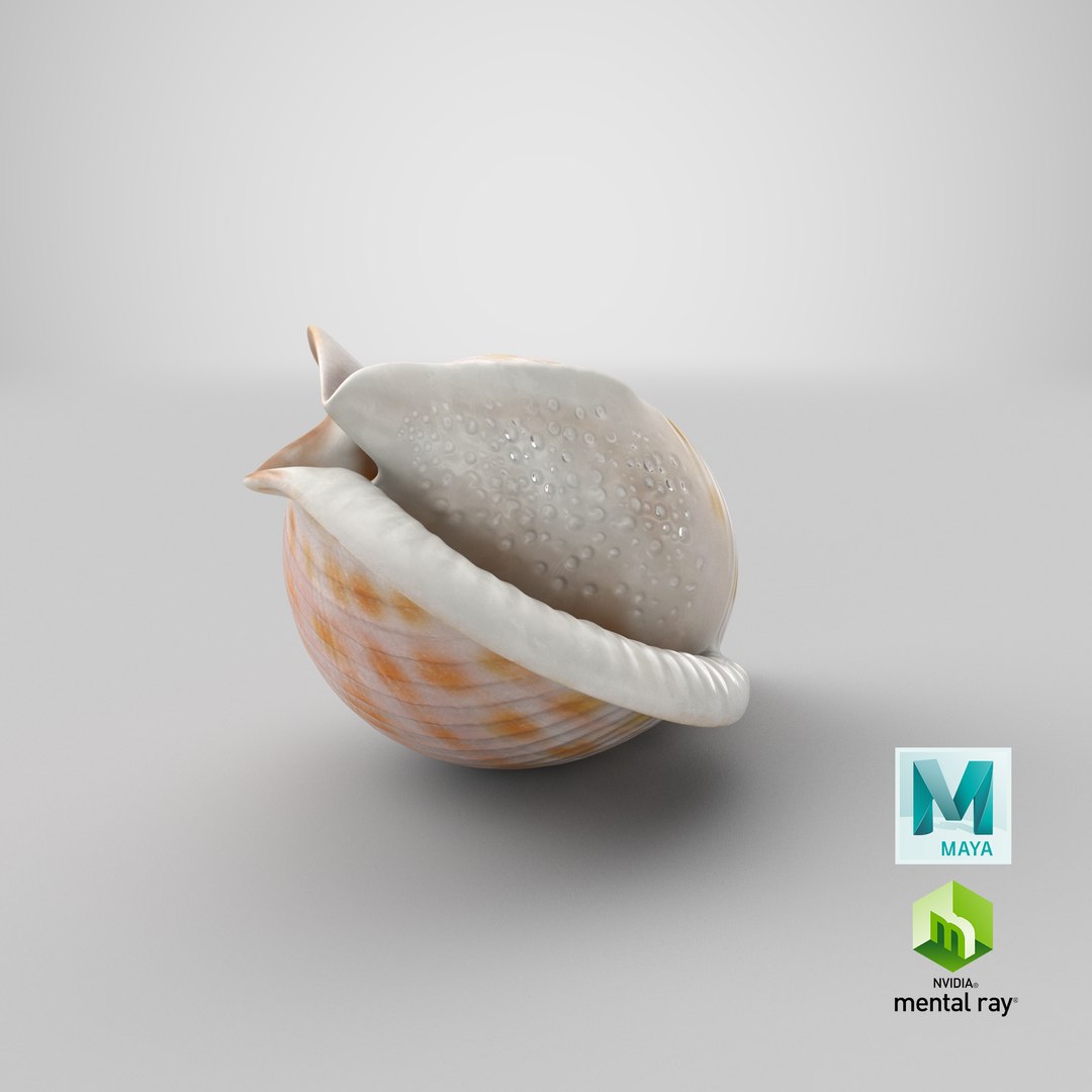 3d scotch bonnet shell