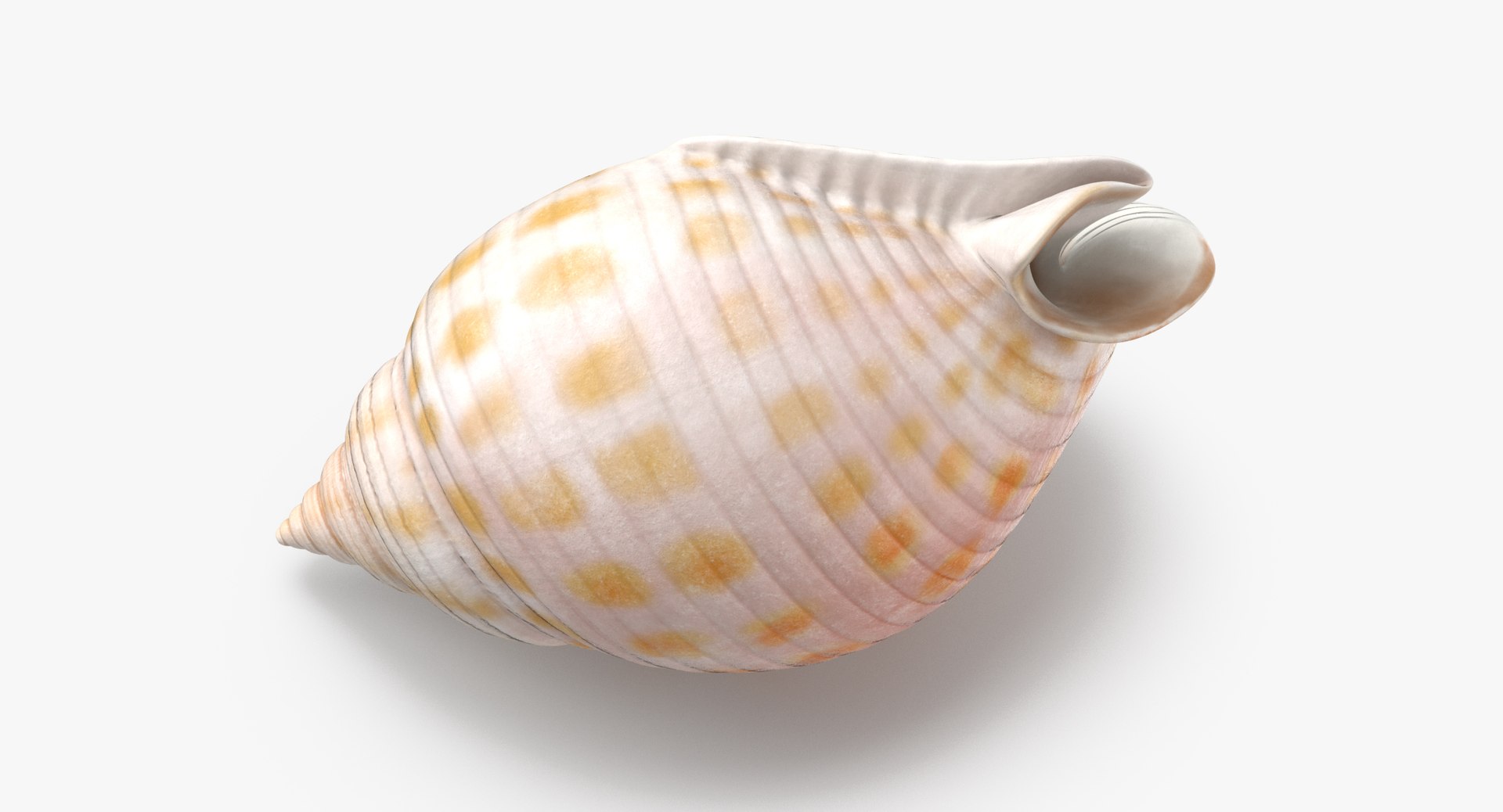 3d Scotch Bonnet Shell