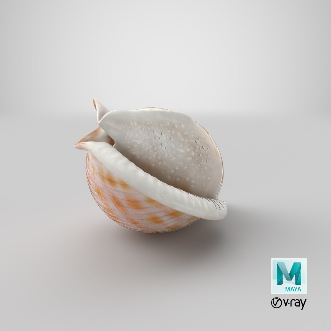 3d scotch bonnet shell